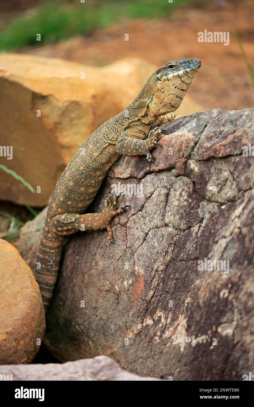 Rosenberg's Monitor (Varanus rosenbergi), adult, Parndana, Kangaroo ...