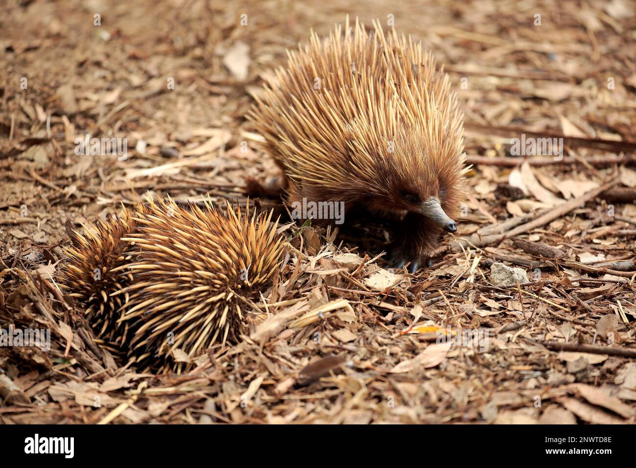 Short-beaked Echidna (Tachyglossus aculeatus), adult couple, Parndana ...