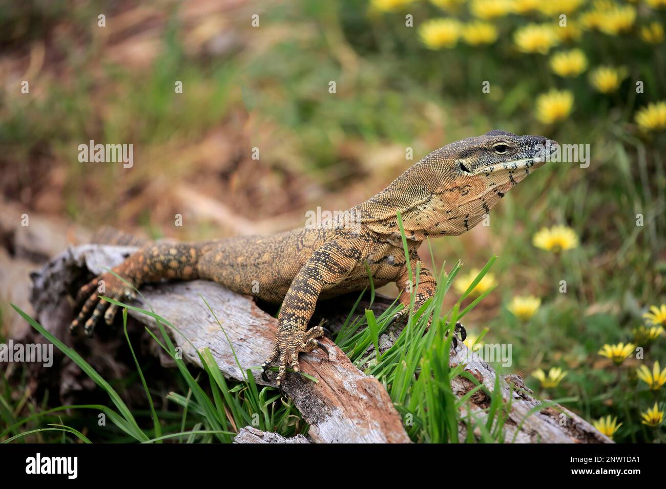 Rosenberg's Monitor (Varanus rosenbergi), adult, Parndana, Kangaroo ...