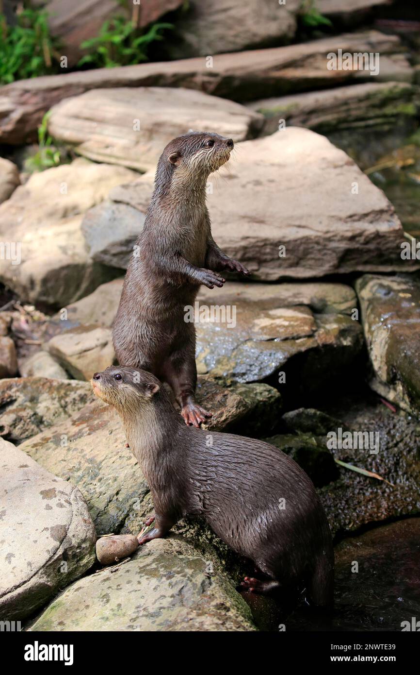 Australian otter hi-res stock photography and images - Alamy