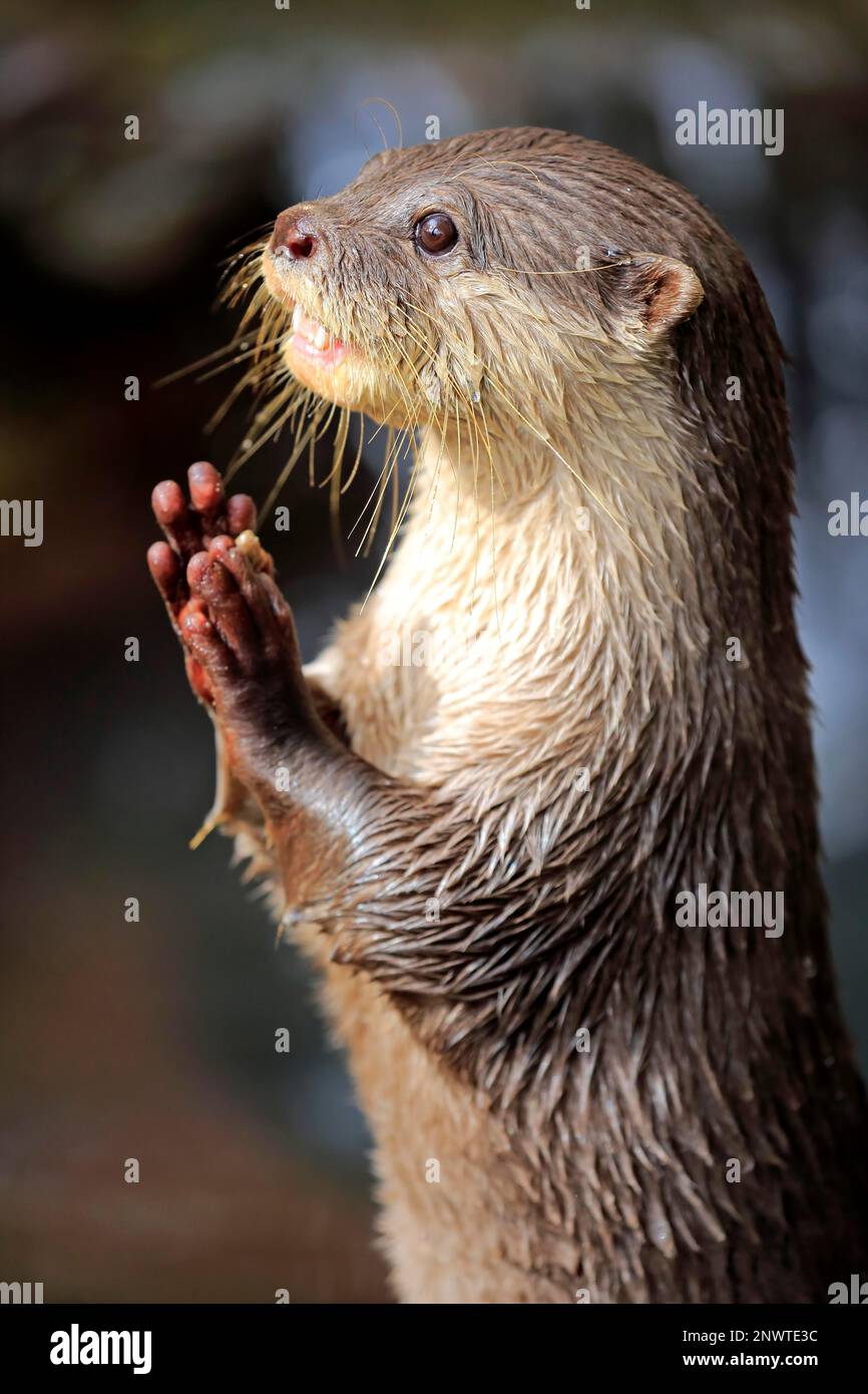 Australian otter hi-res stock photography and images - Alamy