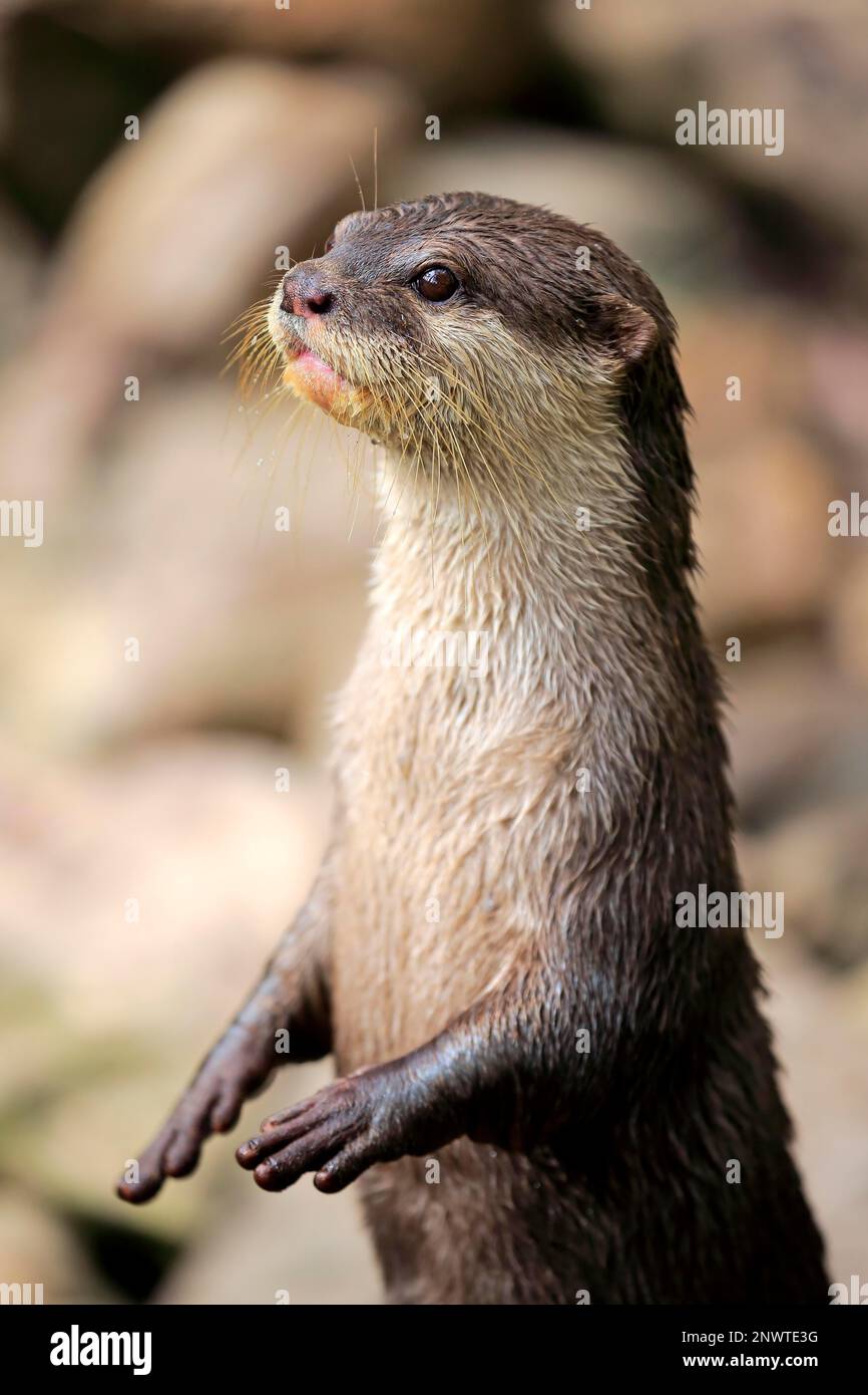 Australian otter hi-res stock photography and images - Alamy
