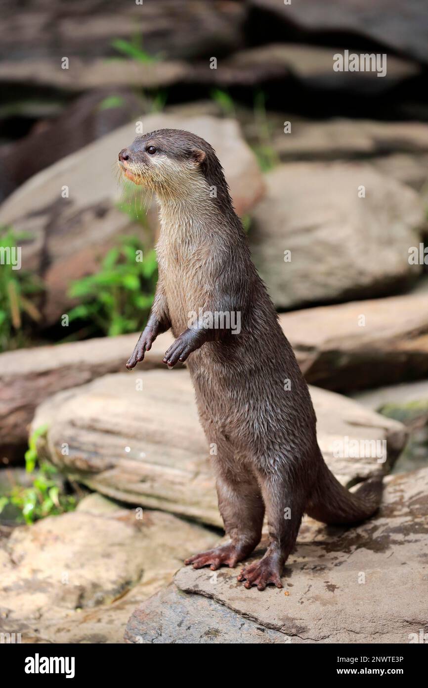 Australian otter hi-res stock photography and images - Alamy