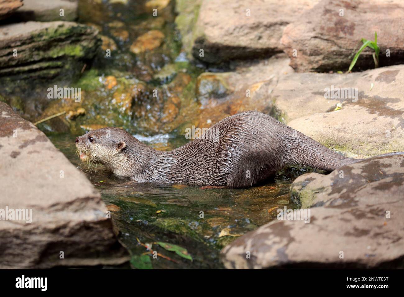 Australian otter hi-res stock photography and images - Alamy