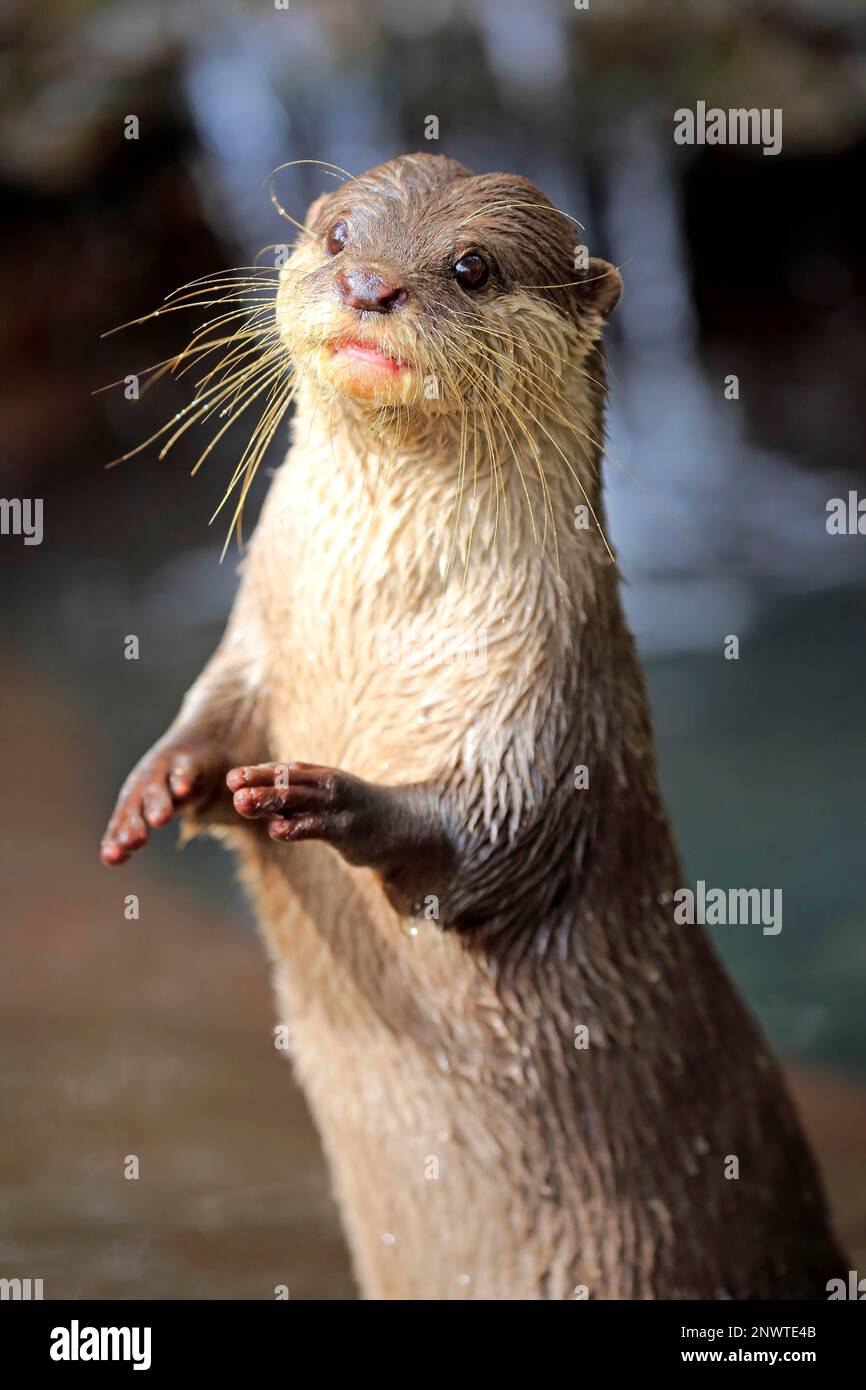 Australian otter hi-res stock photography and images - Alamy