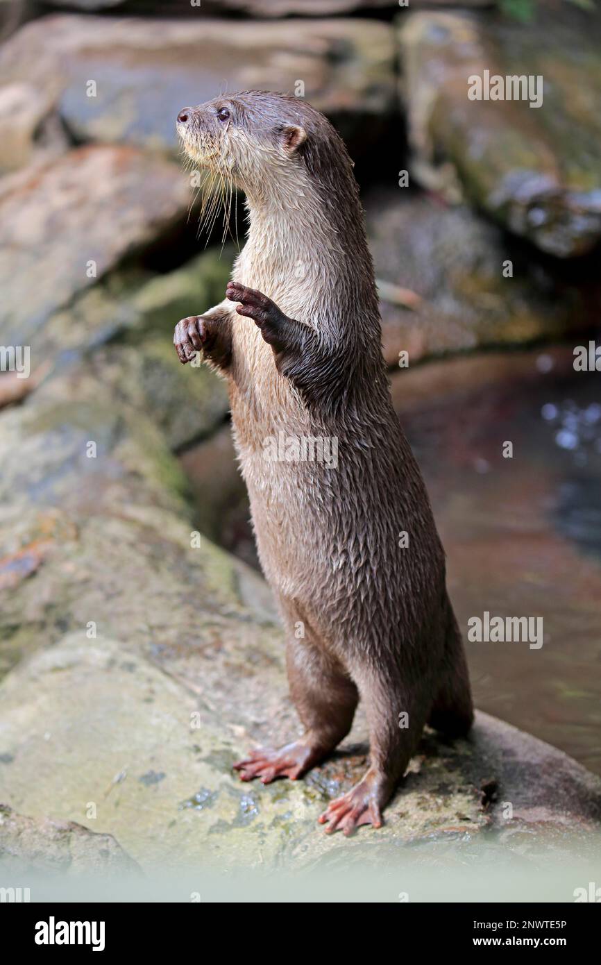 Australian otter hi-res stock photography and images - Alamy