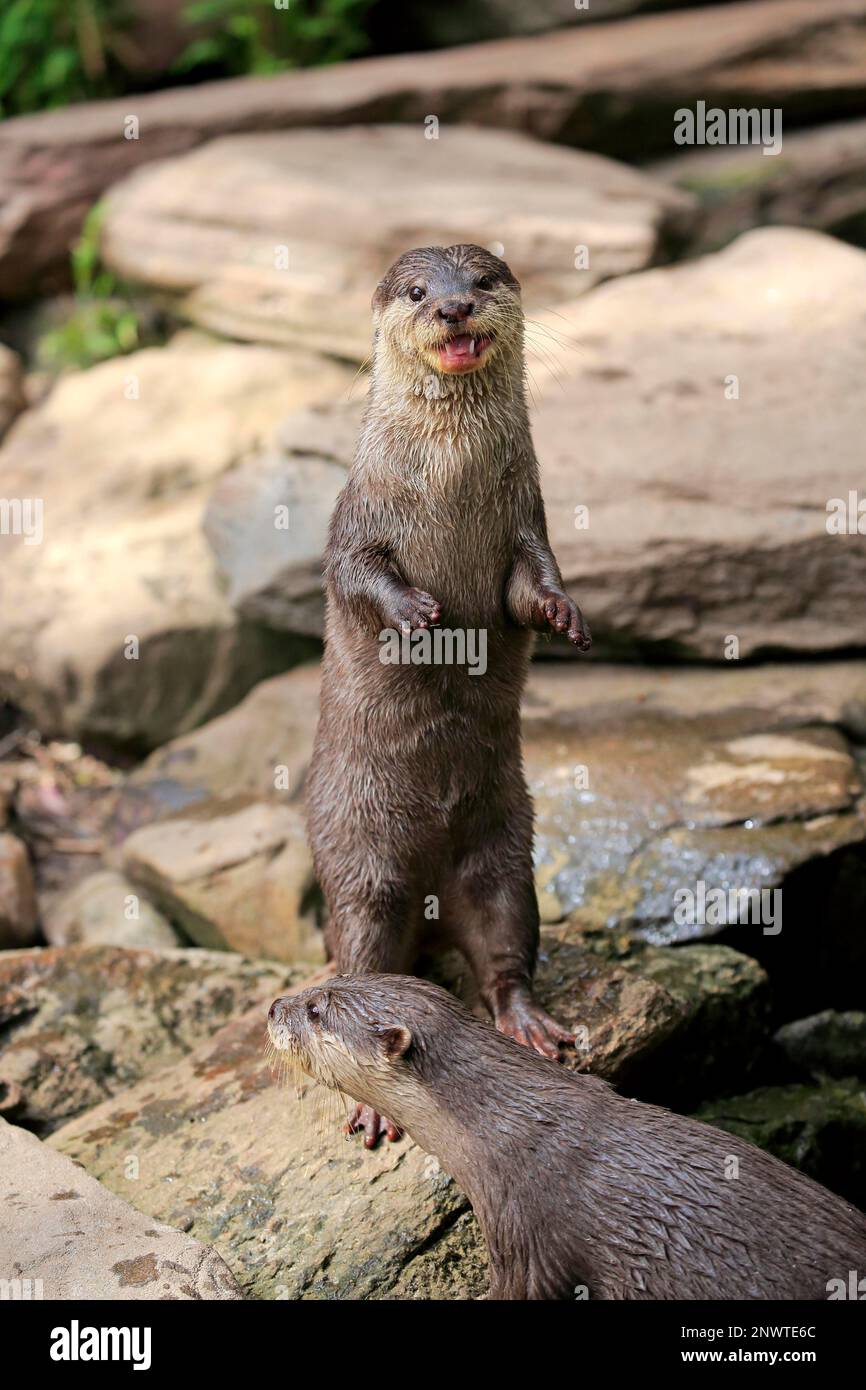 Australian otter hi-res stock photography and images - Alamy