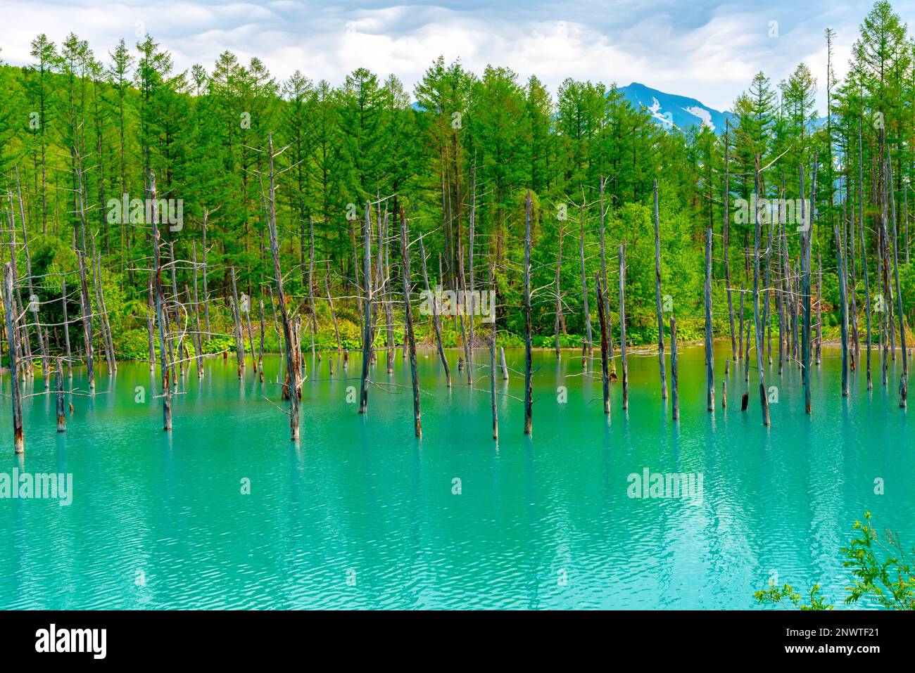 Blue pond ( Aoiike ) with reflection. Biei Town, Hokkaido, Japan Stock ...