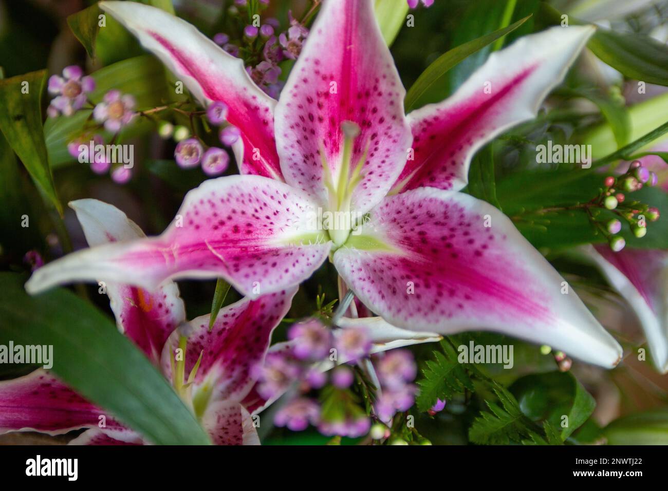 Bloomed Stargazer Lily as a centerpiece Stock Photo - Alamy