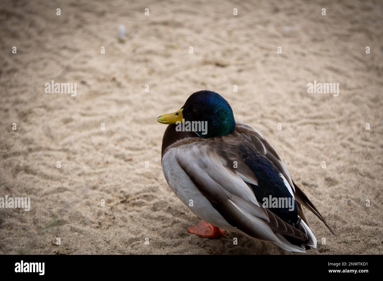 Wooden Duck Resting on the Sand Stock Photo - Alamy