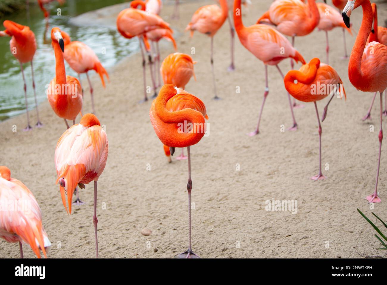 A big flock of flamingos resting on one leg Stock Photo - Alamy