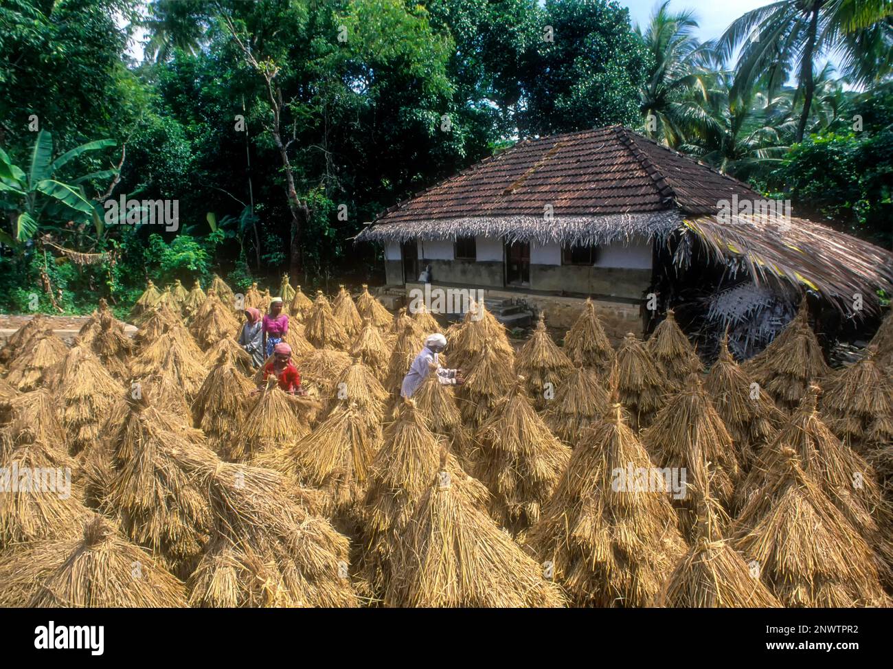 Four people drying harvested rice crop near Palakkad or Palghat, Kerala ...