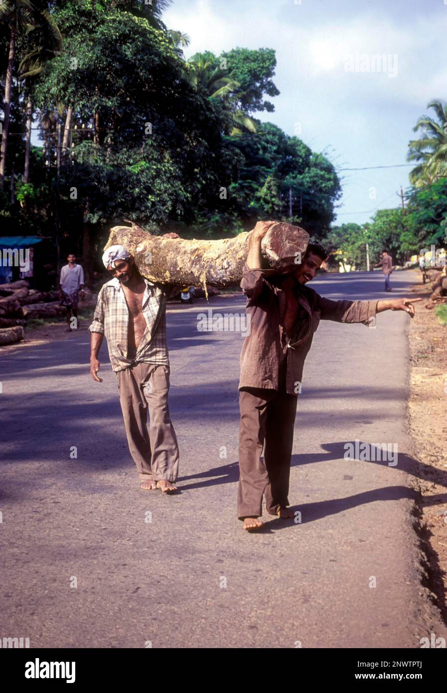 Log of wood being transported for sawing at feroke near Kozhikode ...
