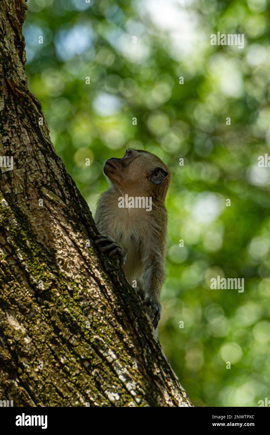Baby Macaque Monkeys playing in the sunshine in Malaysia Stock Photo ...