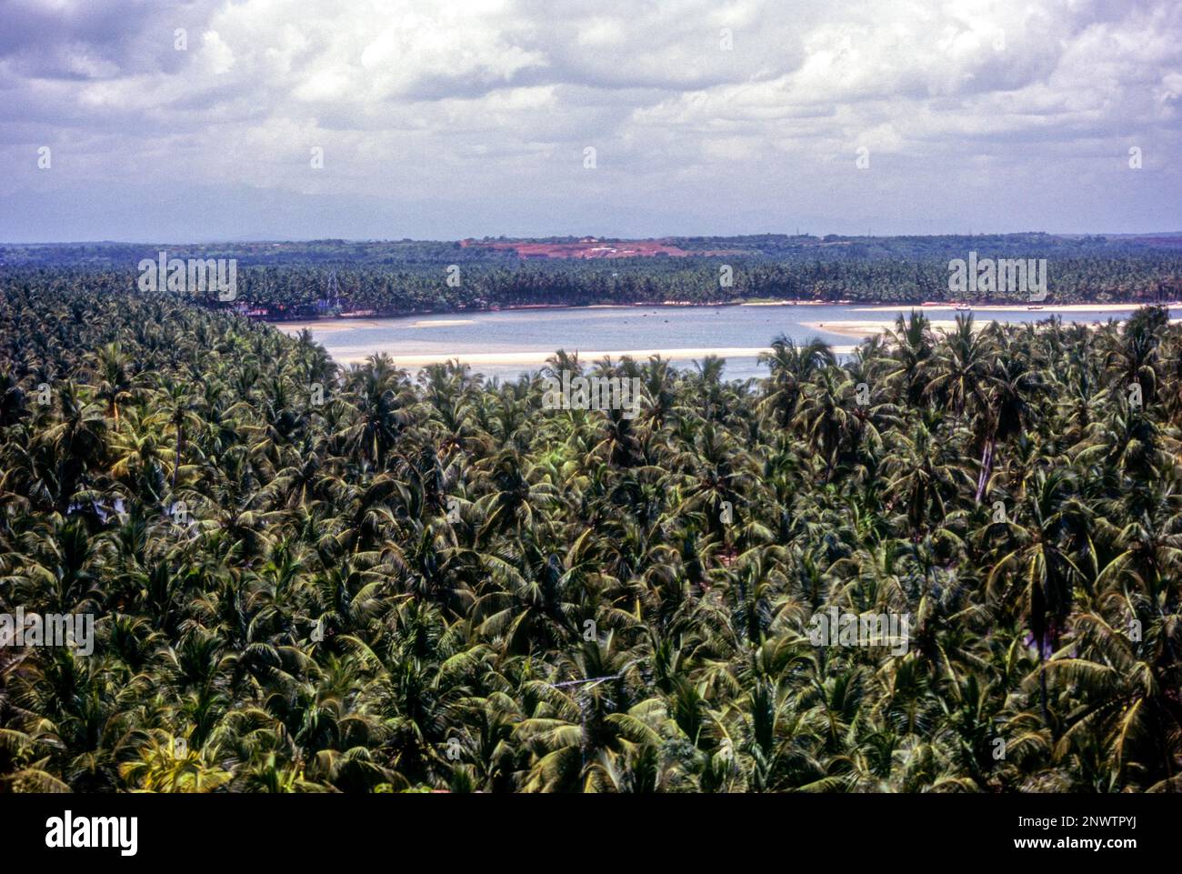Coconut trees around Mahi in Puducherry or Pondicherry (union territory ...