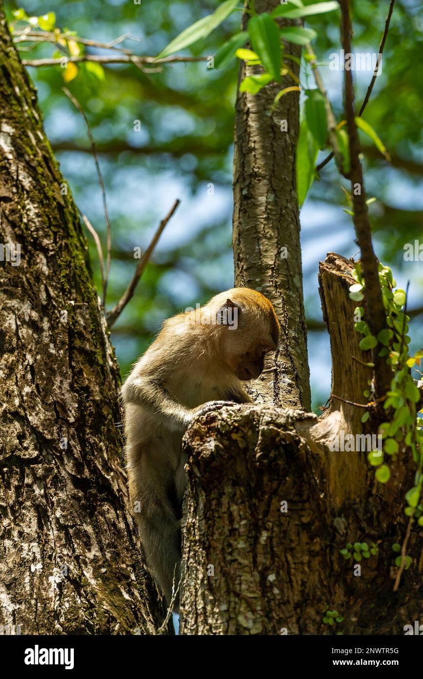 Baby Macaque Monkeys playing in the sunshine in Malaysia Stock Photo ...
