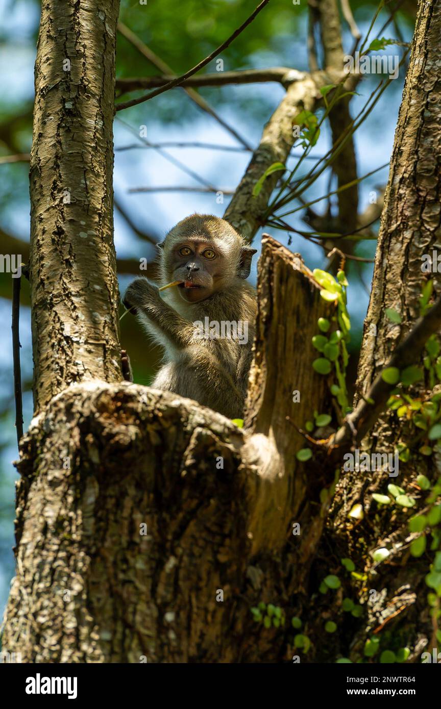 Baby Macaque Monkeys playing in the sunshine in Malaysia Stock Photo ...