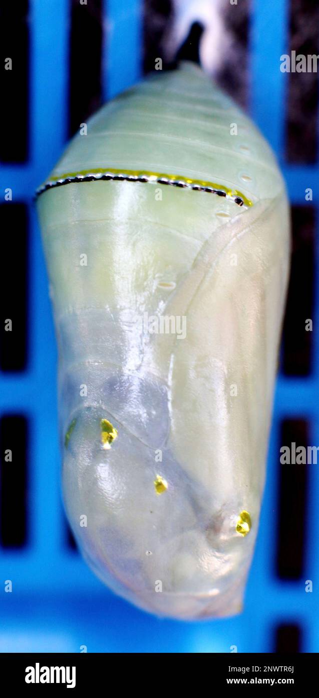 Monarch caterpillars remain inside a chrysalis for 10 to 14 days before ...