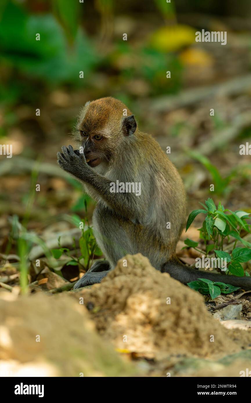Baby Macaque Monkeys playing in the sunshine in Malaysia Stock Photo ...