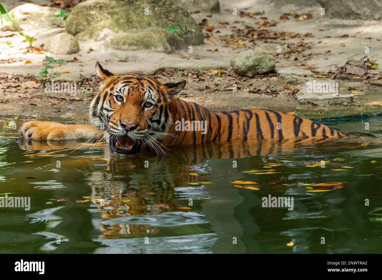 Southern indochinese tiger hi-res stock photography and images - Alamy