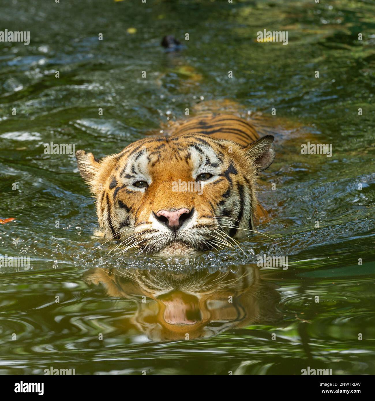 Close up shot of a Malayan Tiger swimming in the sunshine Stock Photo ...