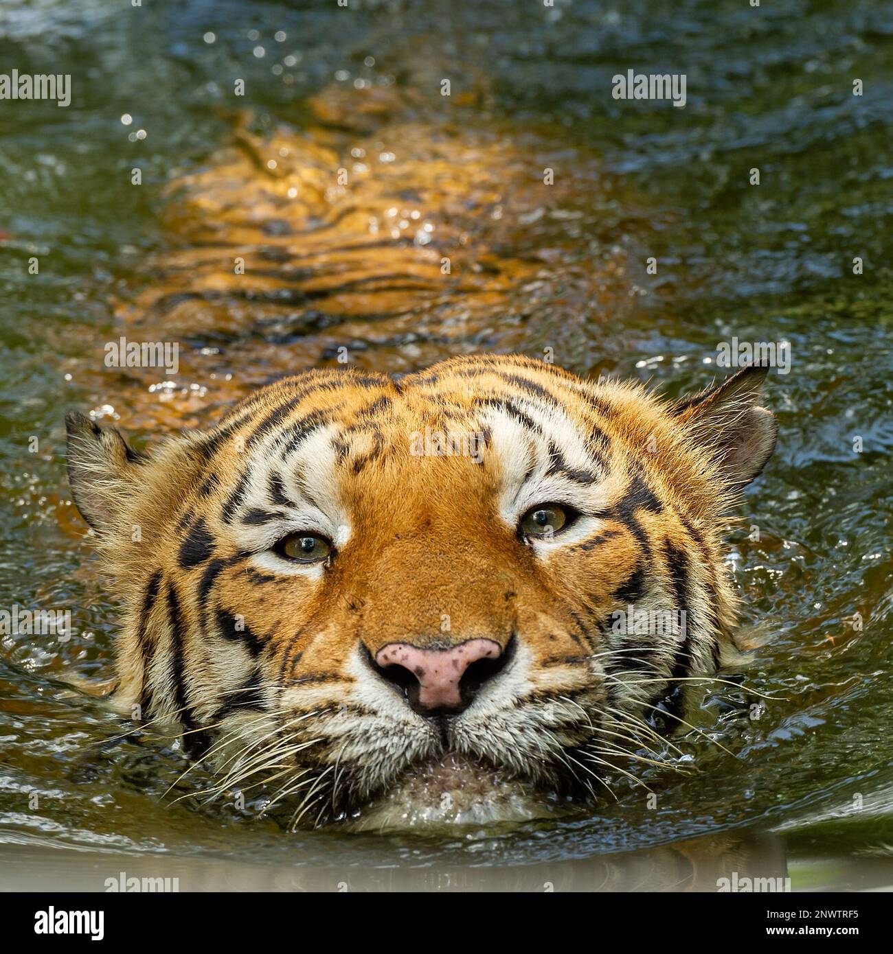 Close up shot of a Malayan Tiger swimming in the sunshine Stock Photo ...