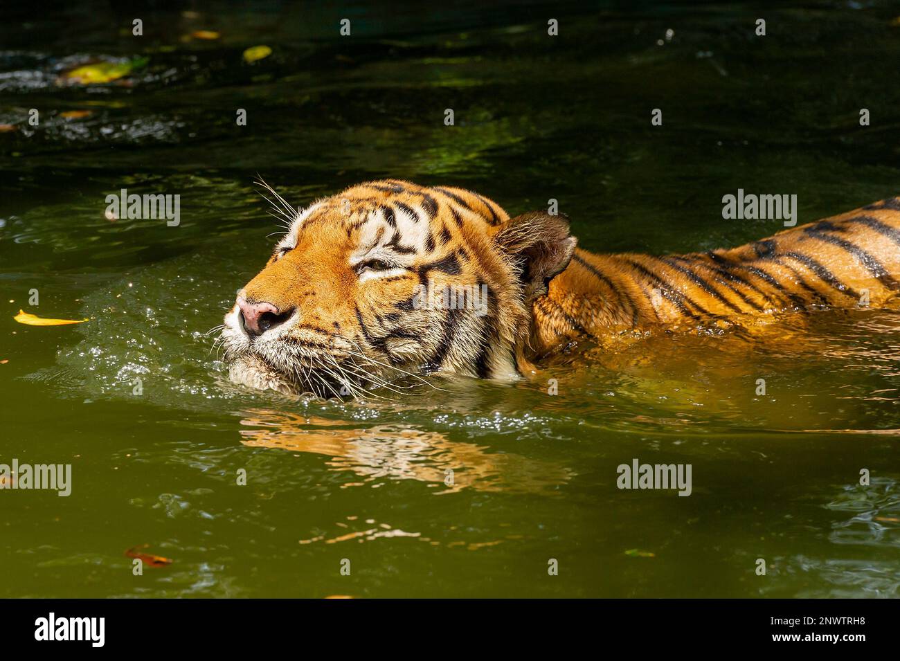 Close up shot of a Malayan Tiger swimming in the sunshine Stock Photo ...