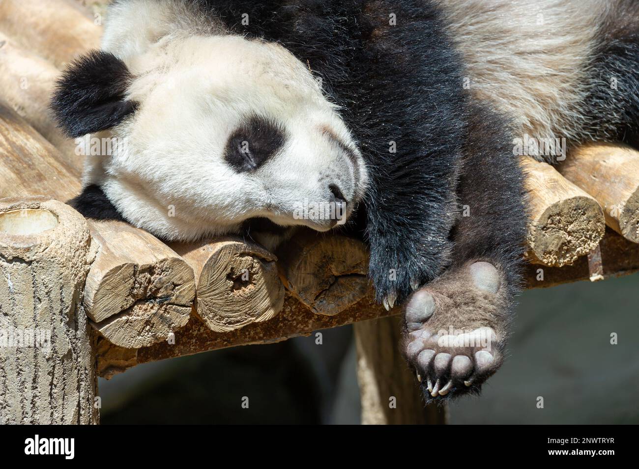 Baby Pandas Sleeping In Crib