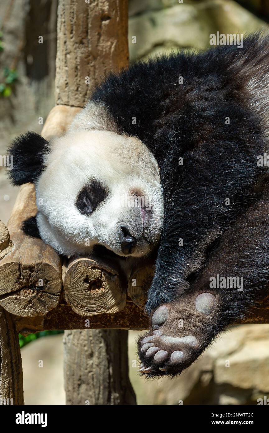 Sheng Yi, the Giant Panda Cub resting at Zoo Negara, Kuala Lumpur ...