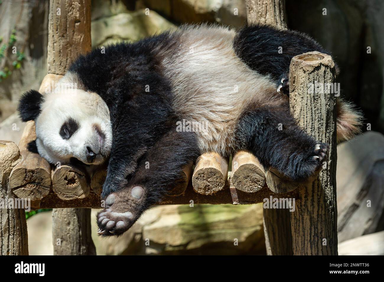 Sheng Yi, the Giant Panda Cub resting at Zoo Negara, Kuala Lumpur ...