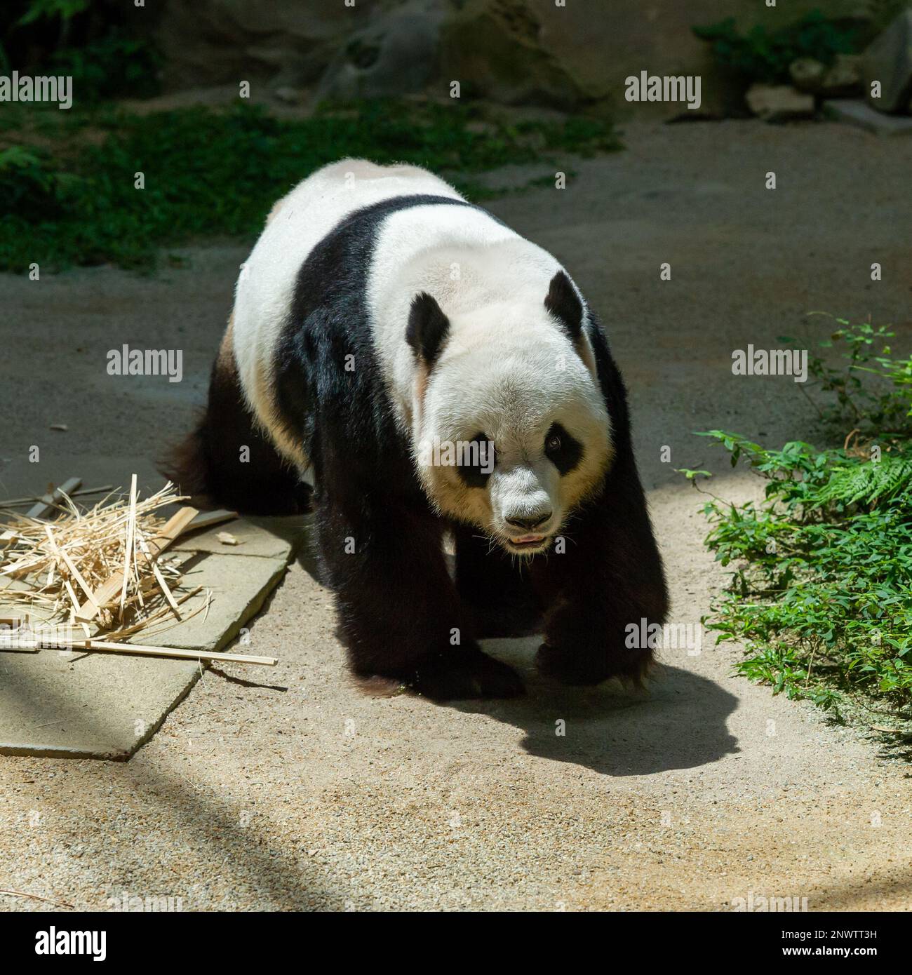 Xing Xing, The male Giant Panda walking around his enclosure at Zoo ...