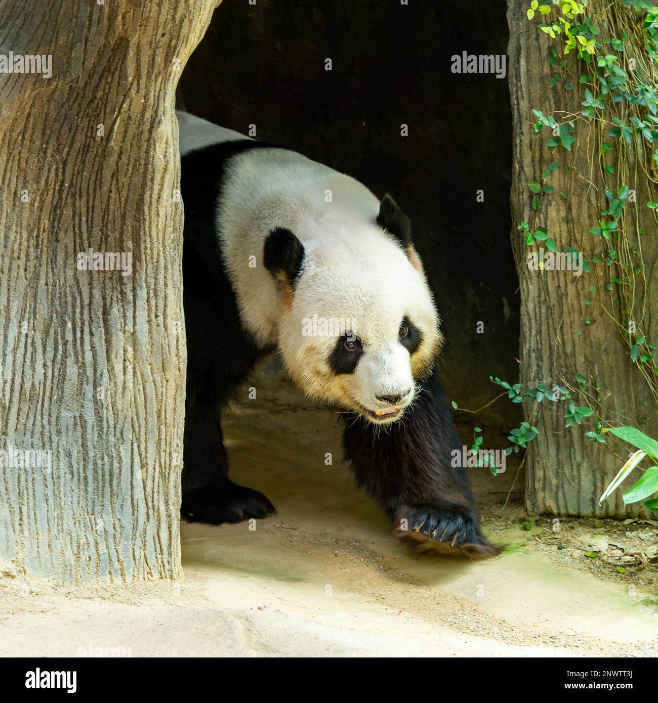 Xing Xing, The male Giant Panda walking around his enclosure at Zoo ...
