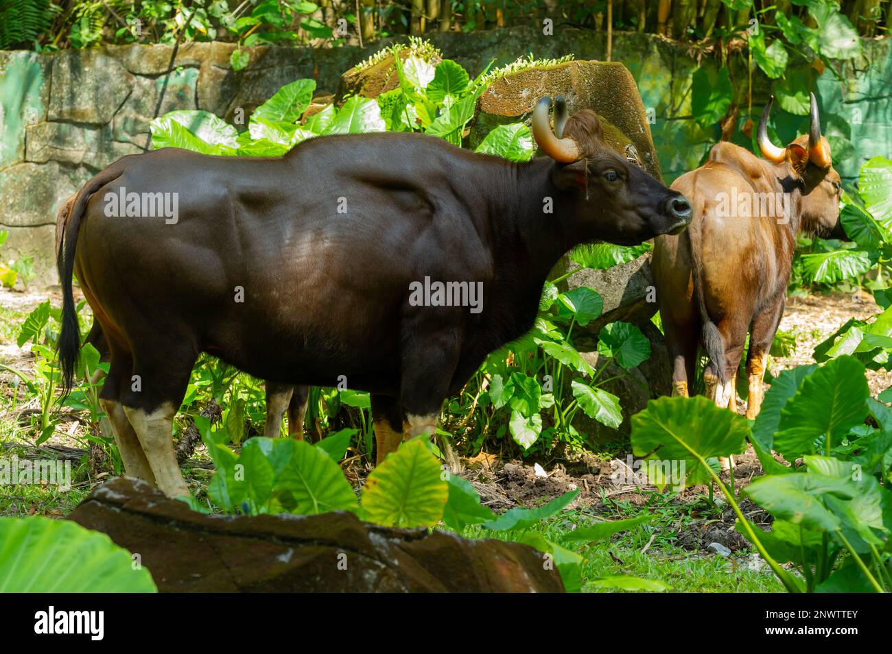 An Indian Gaur resting in the sunshine Stock Photo - Alamy