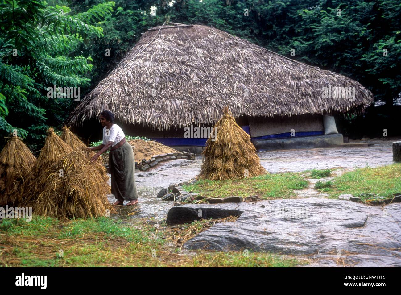 A hut in Wayanad, Kerala, India, Asia Stock Photo - Alamy