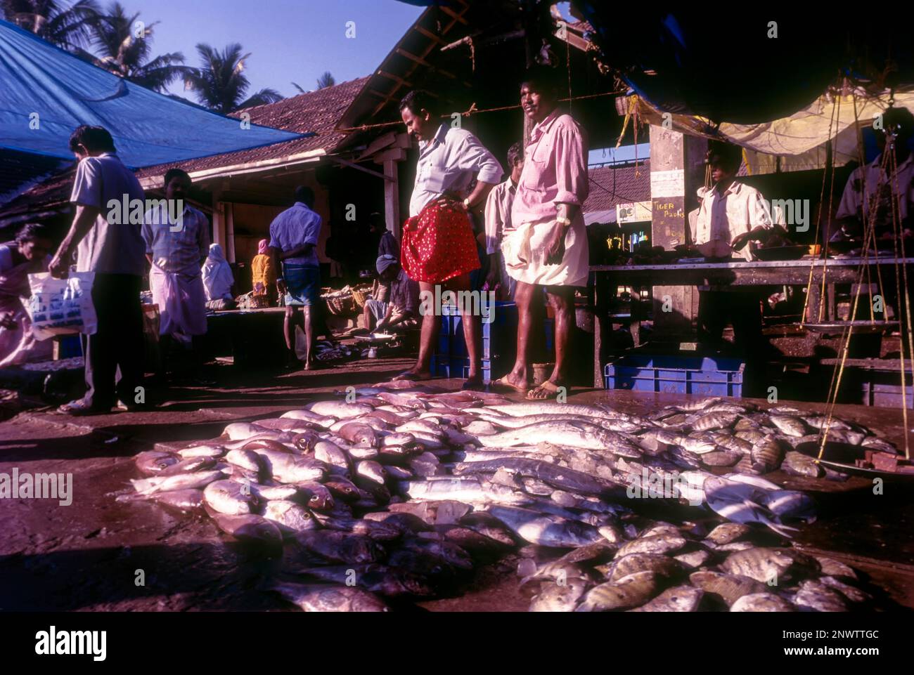 Dry Fish Market Kochi Kerala at Noah Stretch blog