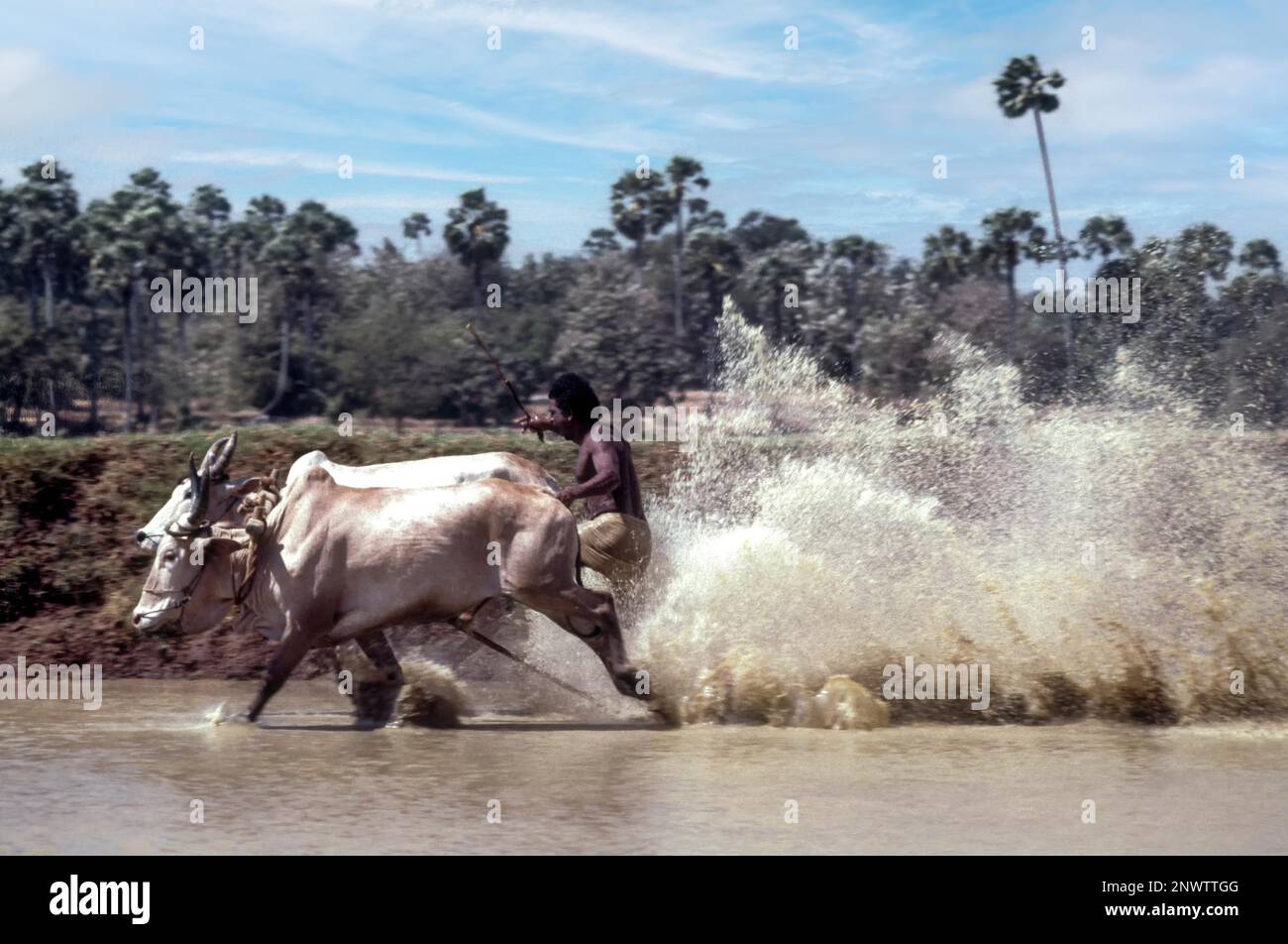 Racing bullocks and jockey (Kunjan aged 40) with splashing waters in ...