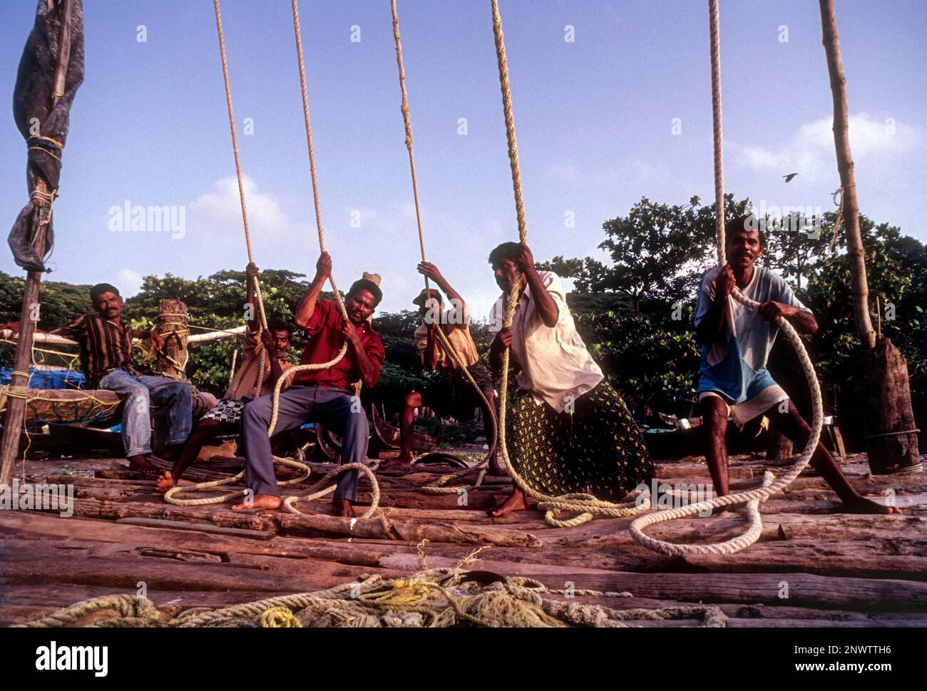 Operating the Chinese fishing nets or Cheena vala in Fort Kochi or ...