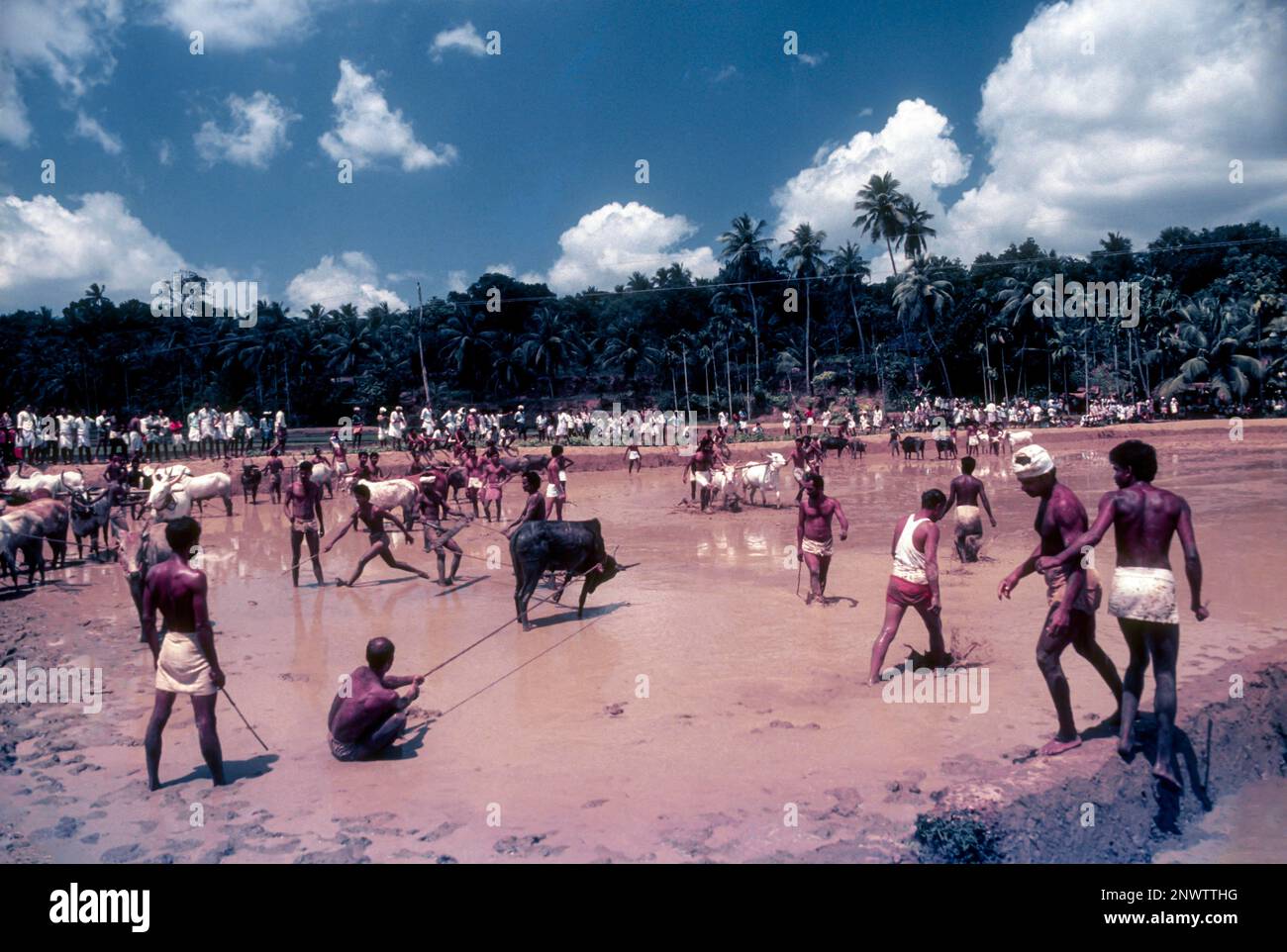 Cattle race arena in Maramadi or Kalappoottu is a type of cattle race ...