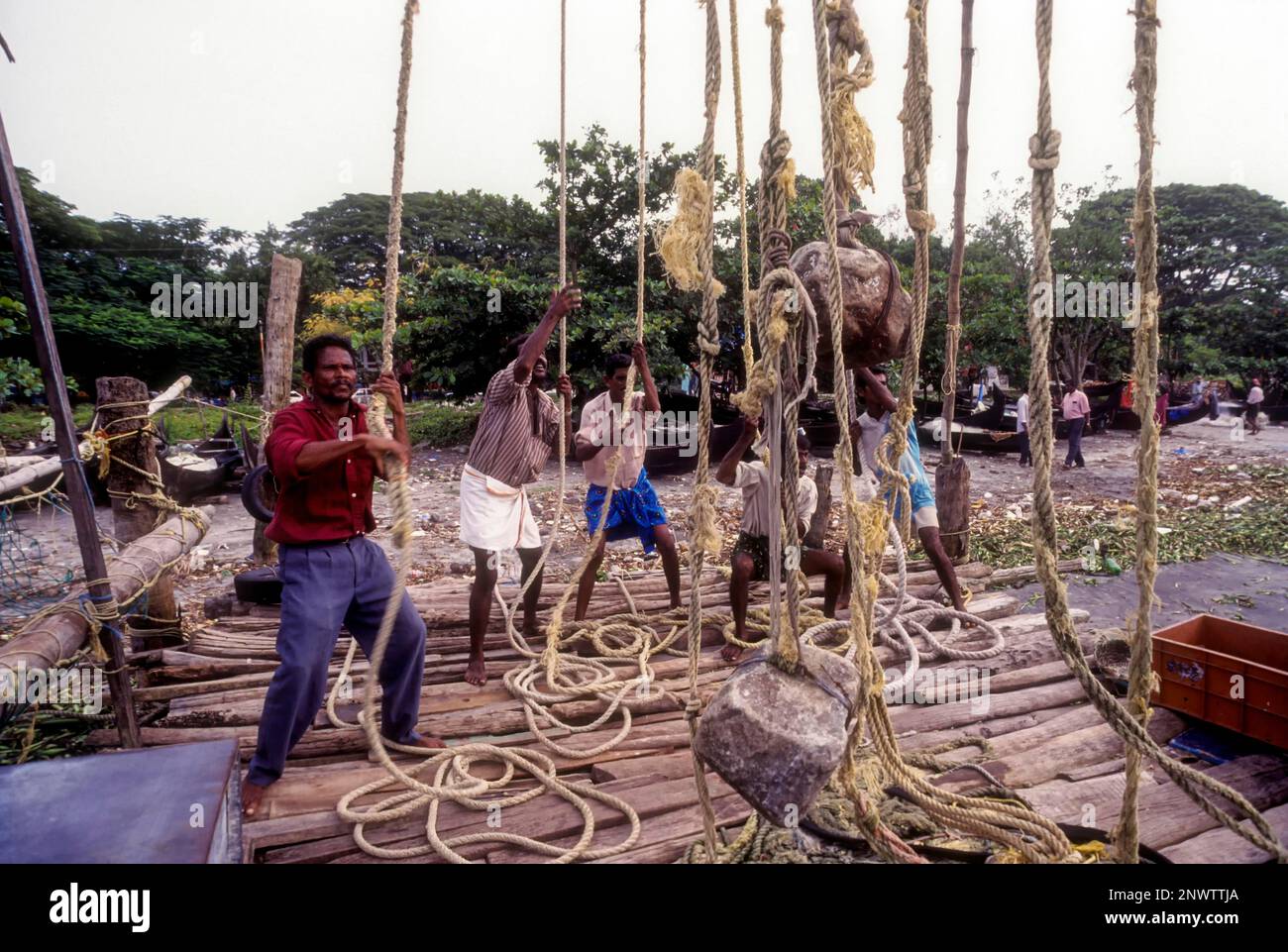 Operating the Chinese fishing nets or Cheena vala in Fort Kochi or ...