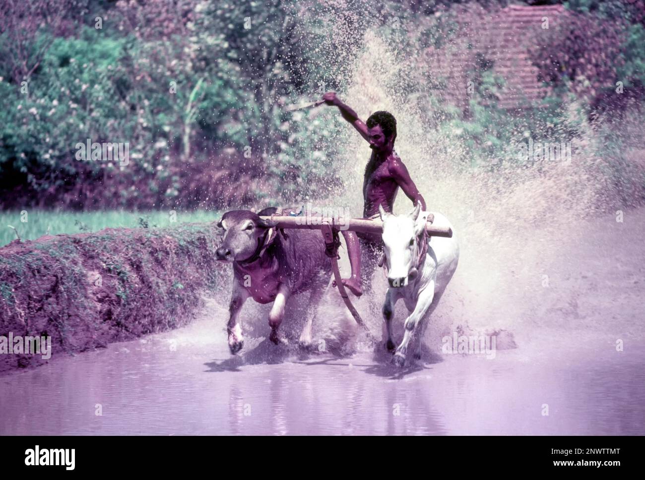 Mixed (bullock and buffalo) cattle race conducted in Chithali near ...
