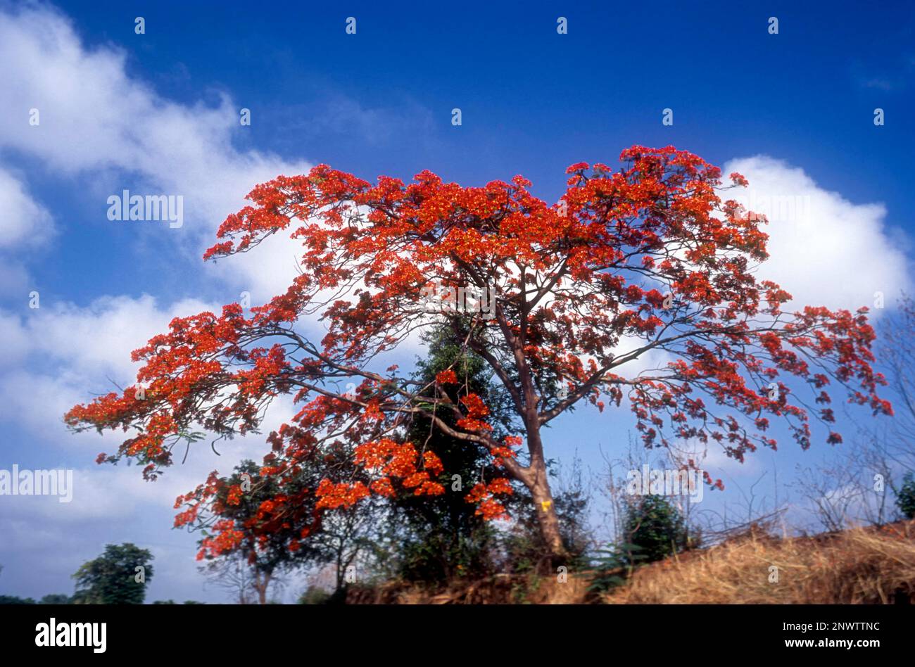 Flowering tree Gul Mohur or Royal poinciana (Delonix regia) flower ...