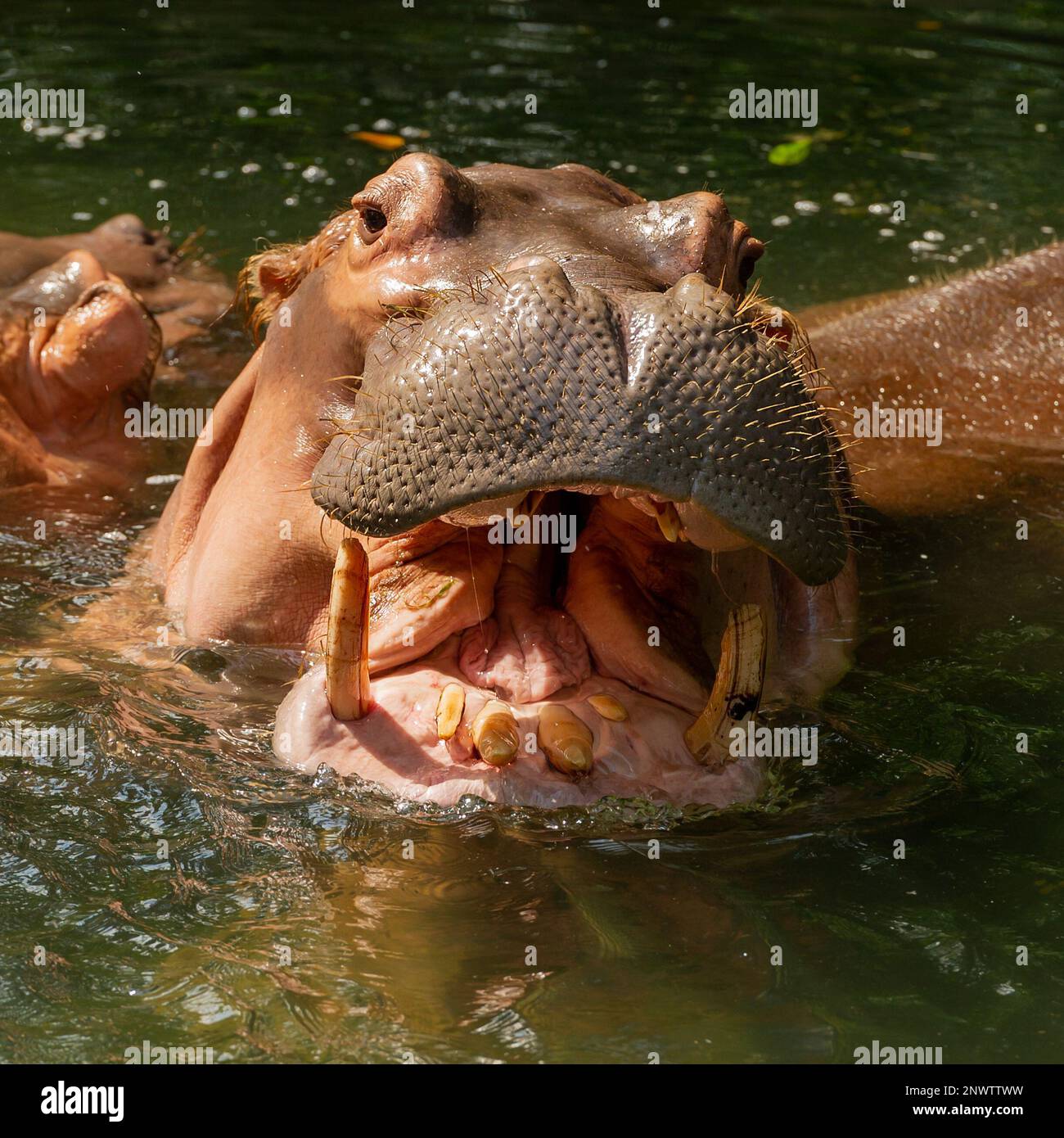 A Nile Hippopotamus swimming and yawning on a sunny day Stock Photo - Alamy
