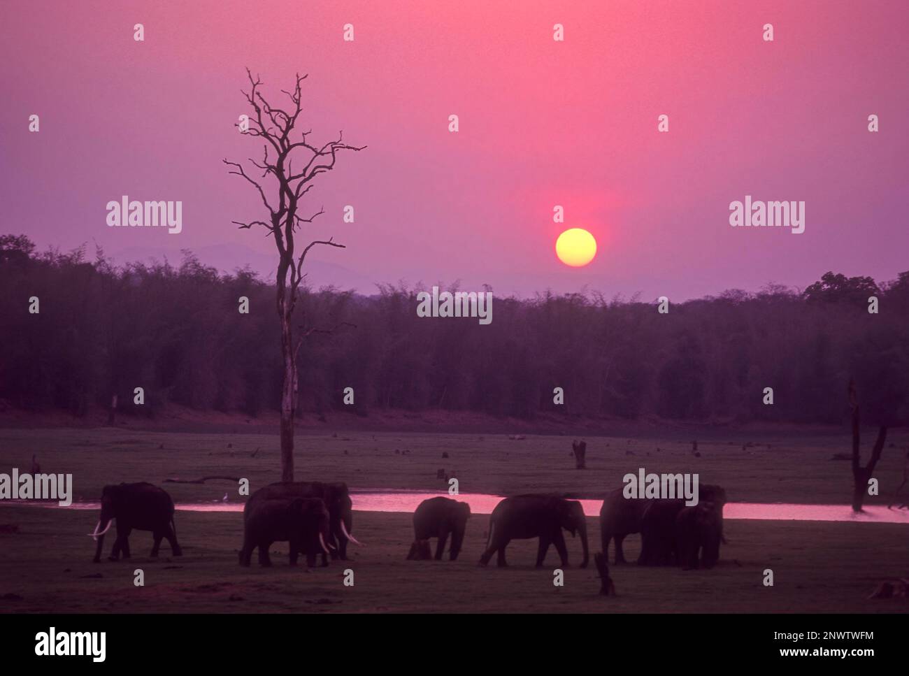 Wild elephants at Kabini during sun set hours Karnataka, South India ...