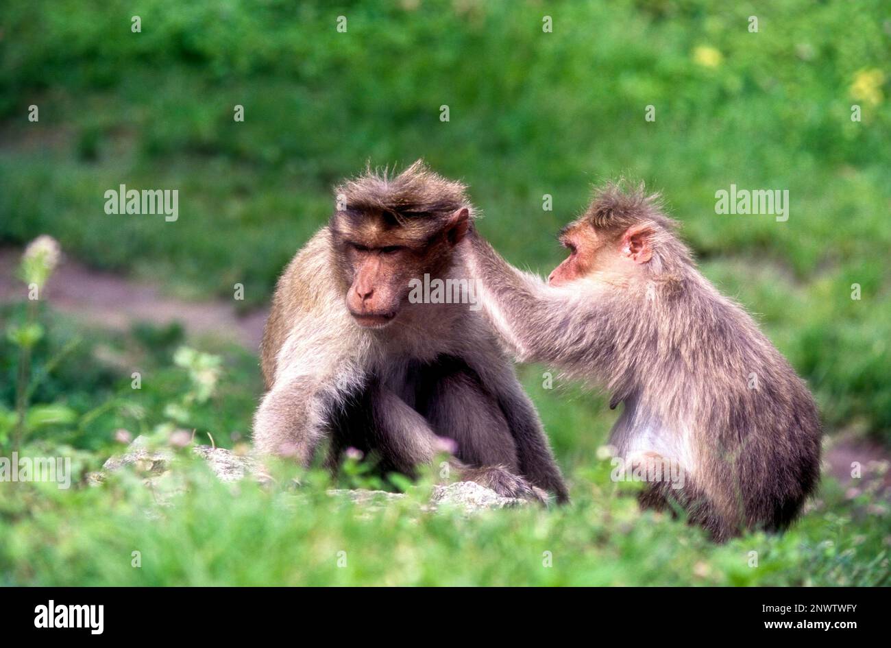 Bonnet Monkey (Macaca radiata) in Bandipur National Park, Karnataka ...