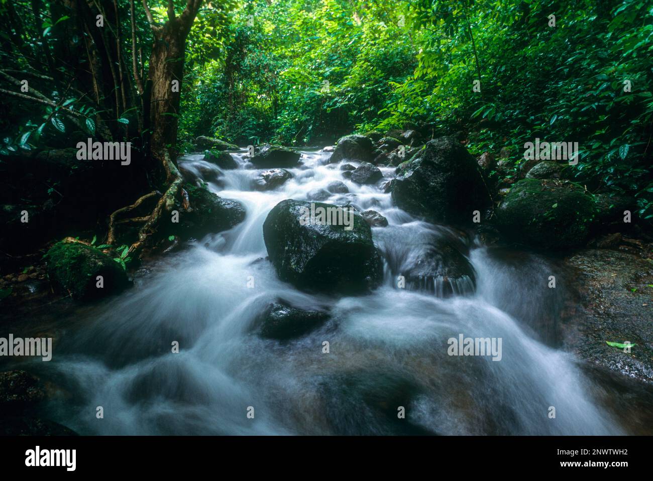 Mountain Spring in Western Ghats, Kerala, South India, India, Asia ...