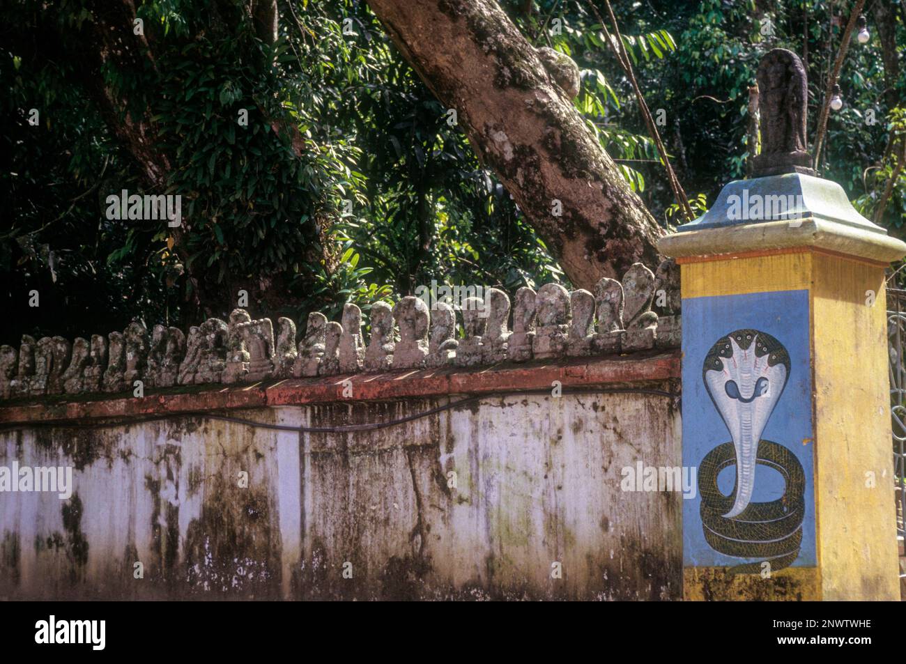 Sree Nagaraja temple in Mannarasala, one of the most Important centres ...