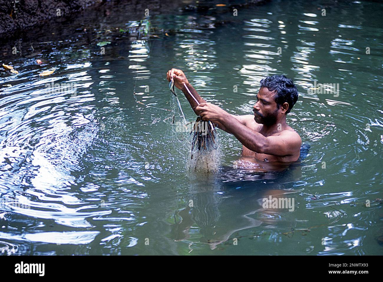 A man looking for fish in the Net, Backwaters of Kuttanad, Kerala ...