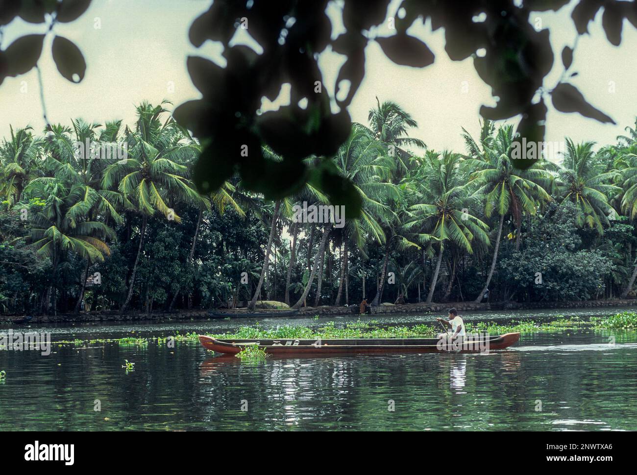Backwaters of Kuttanad, Kerala, South India, India, Asia Stock Photo ...