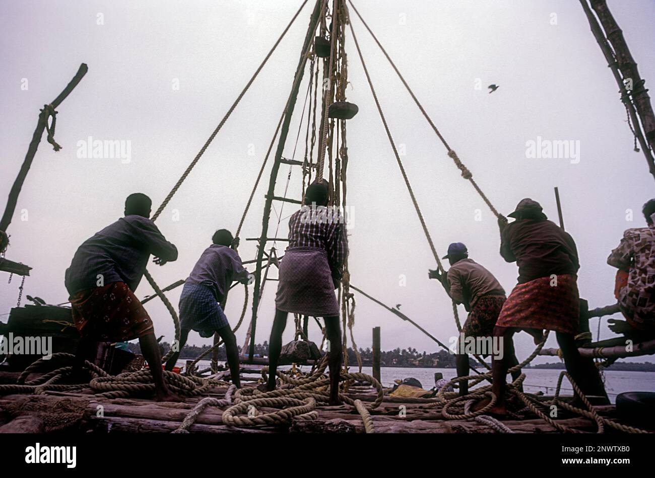 Operating the Chinese fishing nets Cheena vala in Fort Kochi Cochin ...