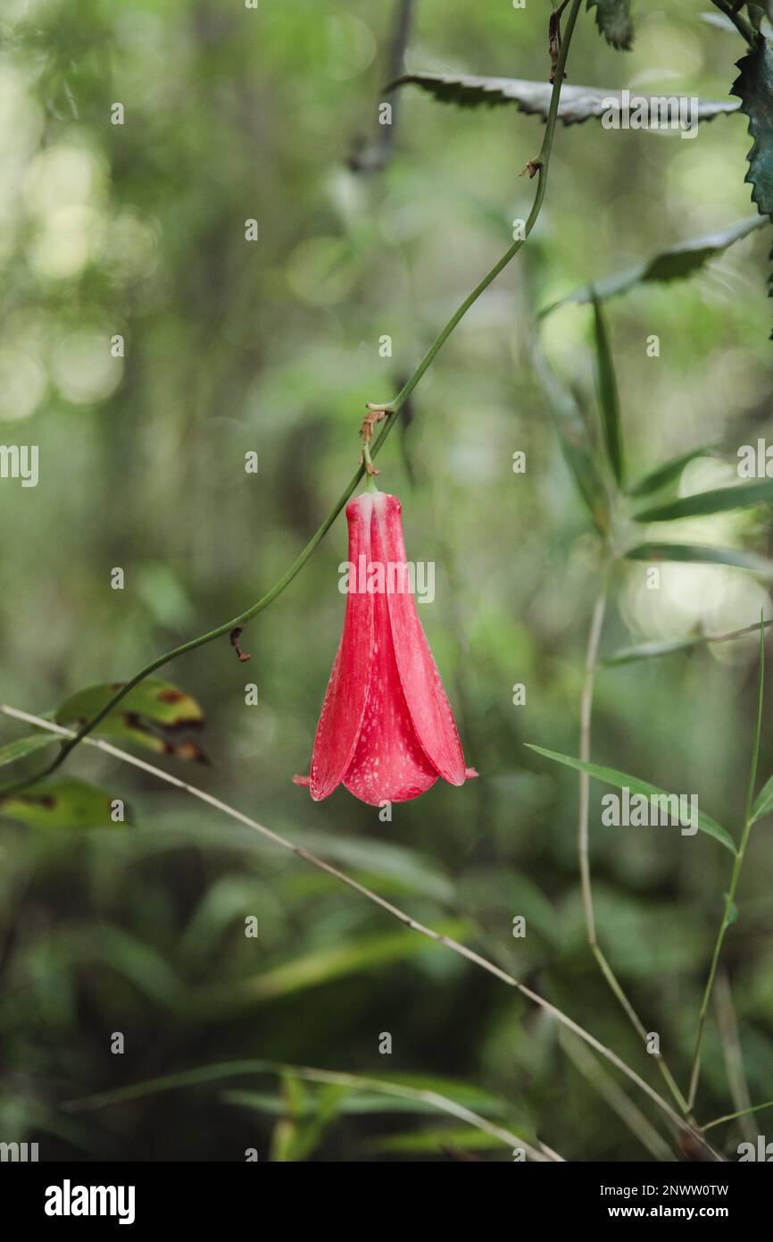 Copihue, chilean national flower growing in the patagonian forest Stock ...